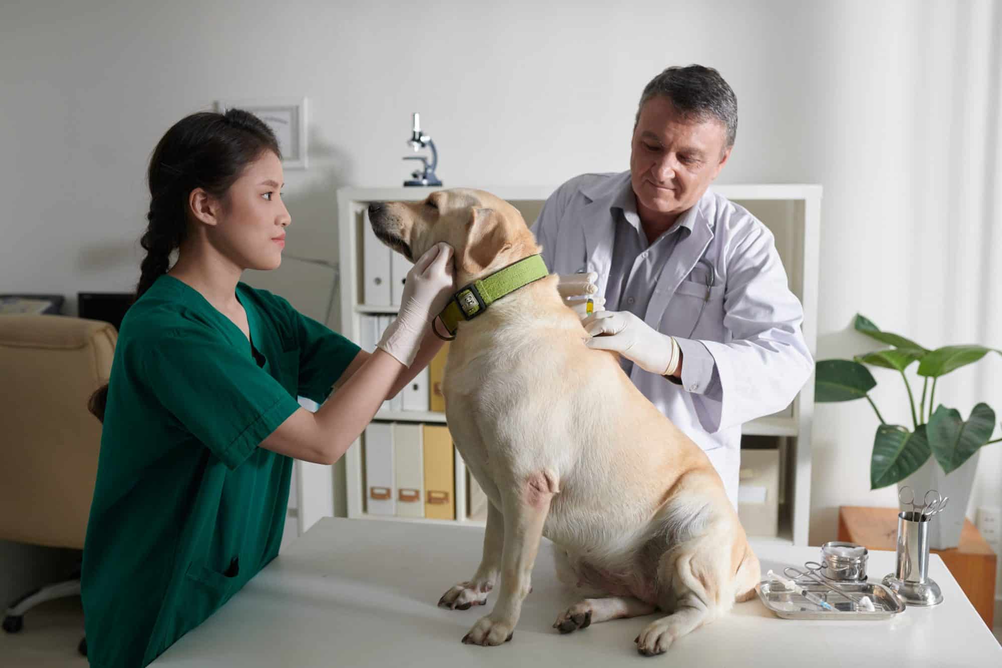 Top Questions To Ask Your Vet During Your Pet s Annual Visit Caring Top Questions To Ask Your Vet During Your Pet s Annual Visit Caring