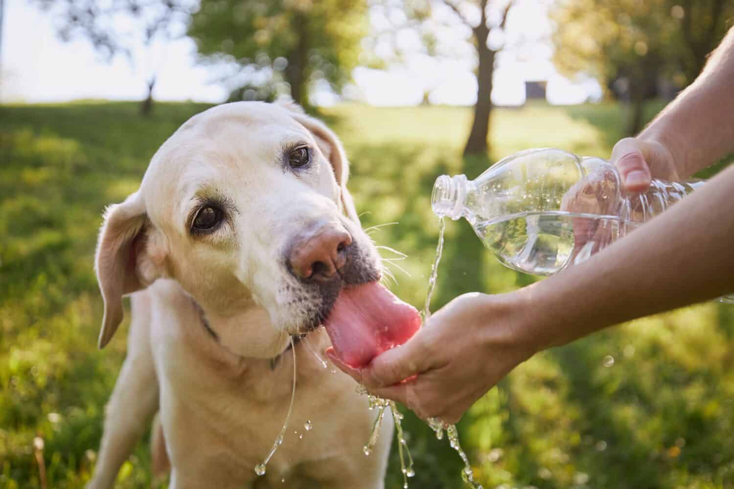 The Importance of Pet Hydration in Hot Weather | Caring Paws Animal ...