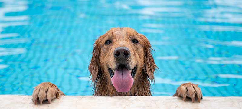 Internal Veterinary Medicine | Caring Paws Animal Hospital