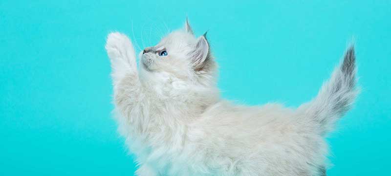 Links | Caring Paws Animal Hospital